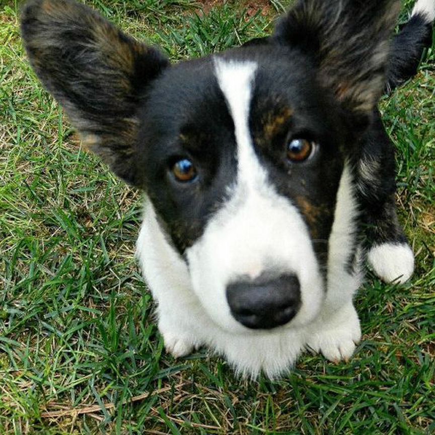 Вельш Корги Кардиган, щенок