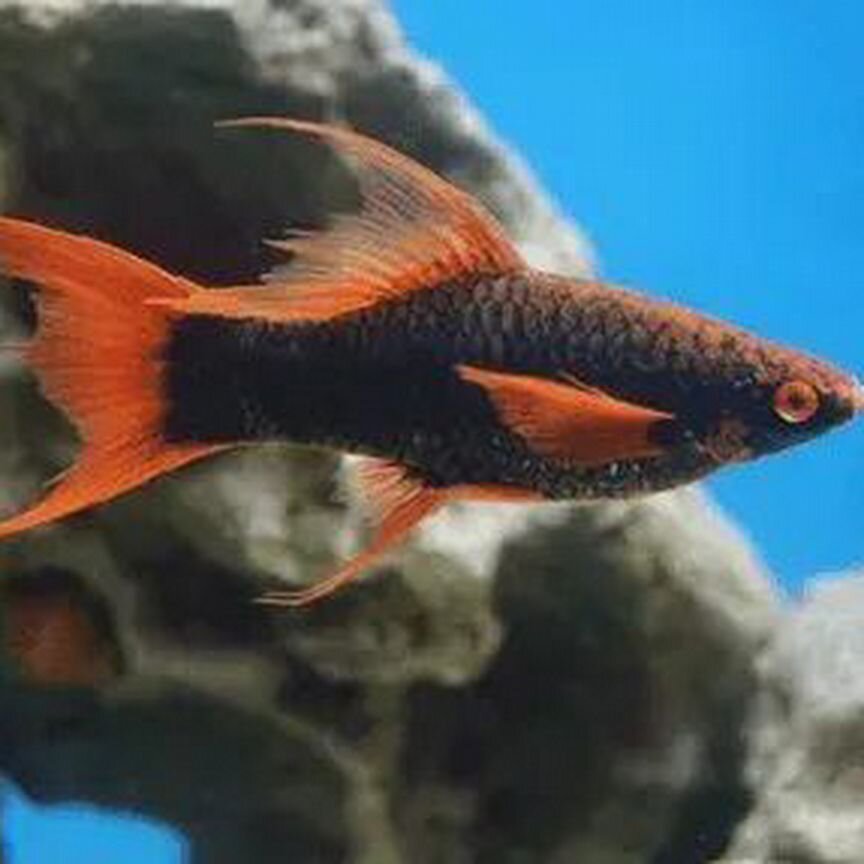 Меченосцы вильчатые