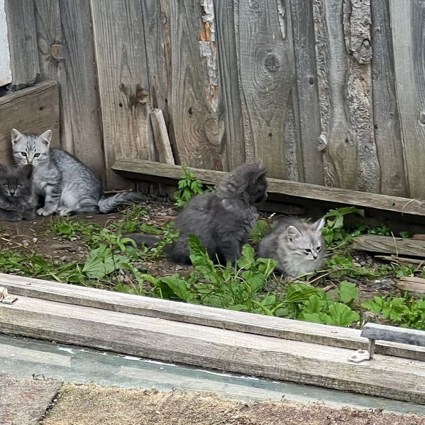 Котята в добрые руки бесплатно
