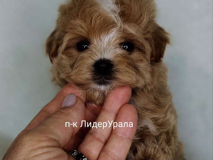 Мальтипу малыши