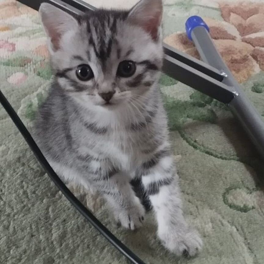 Британский котенок