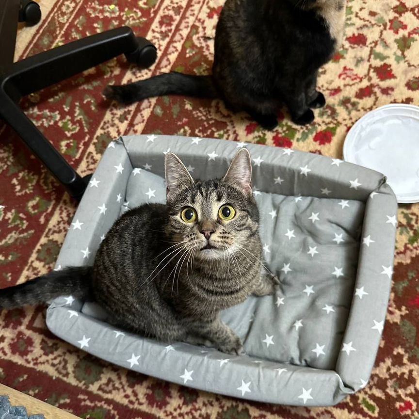 Взрослая, Девочка кошка в добрые руки