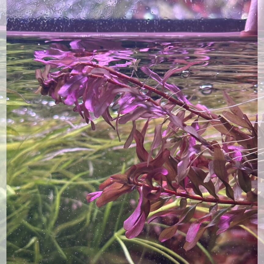 Ротала Бангладеш - аквариумеое растение