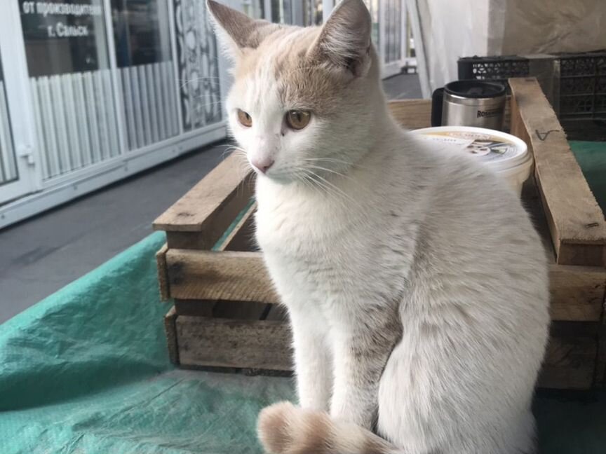Красивый Котенок