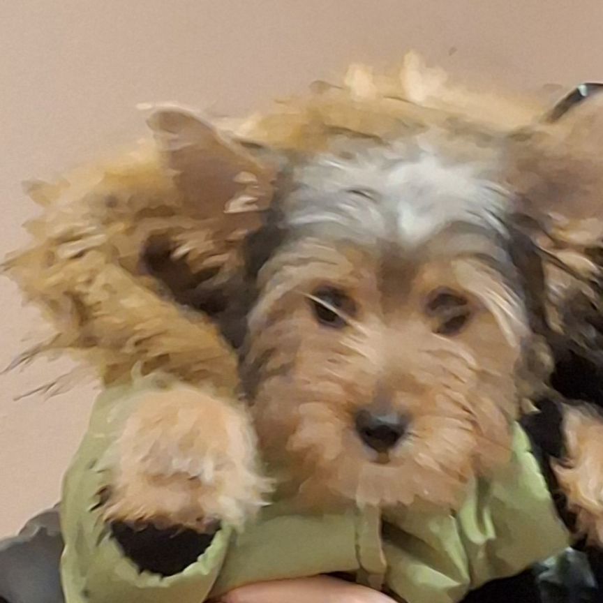 Йоркширский терьер мини