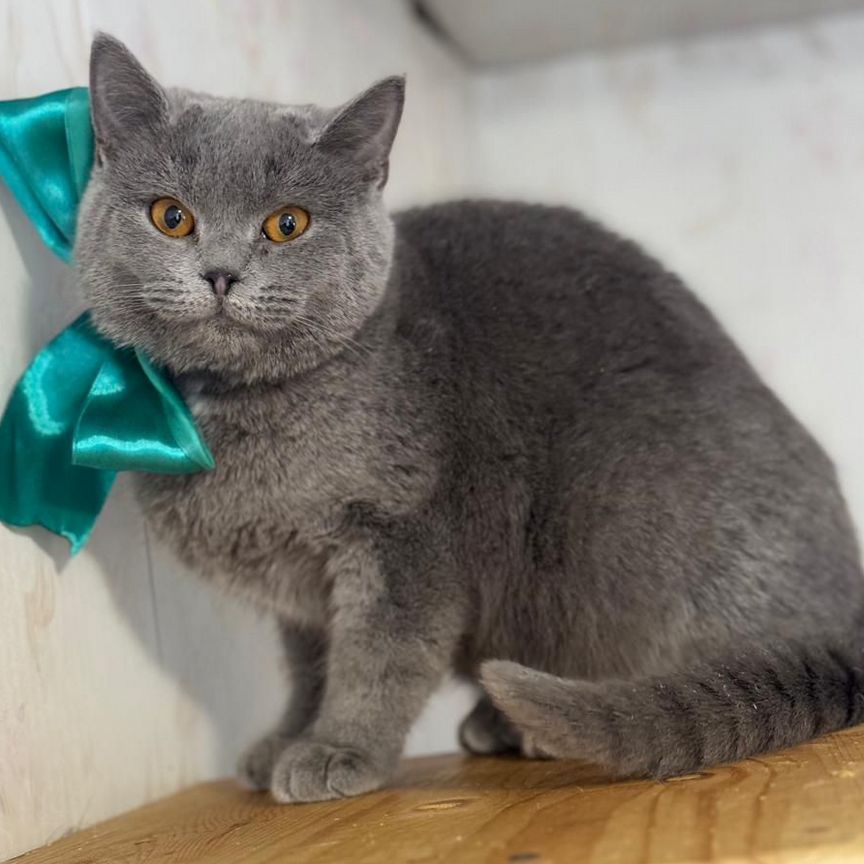 Кошка Алисия