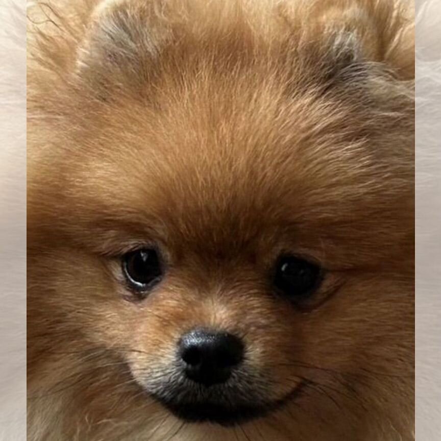 Померанский шпиц, щенок