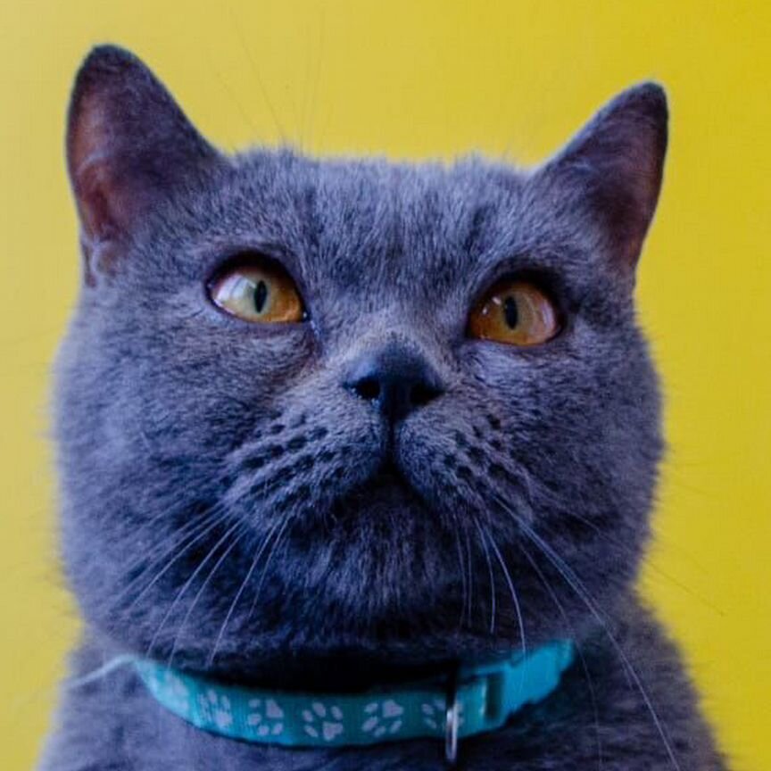 Пышная Дама, ждёт семью