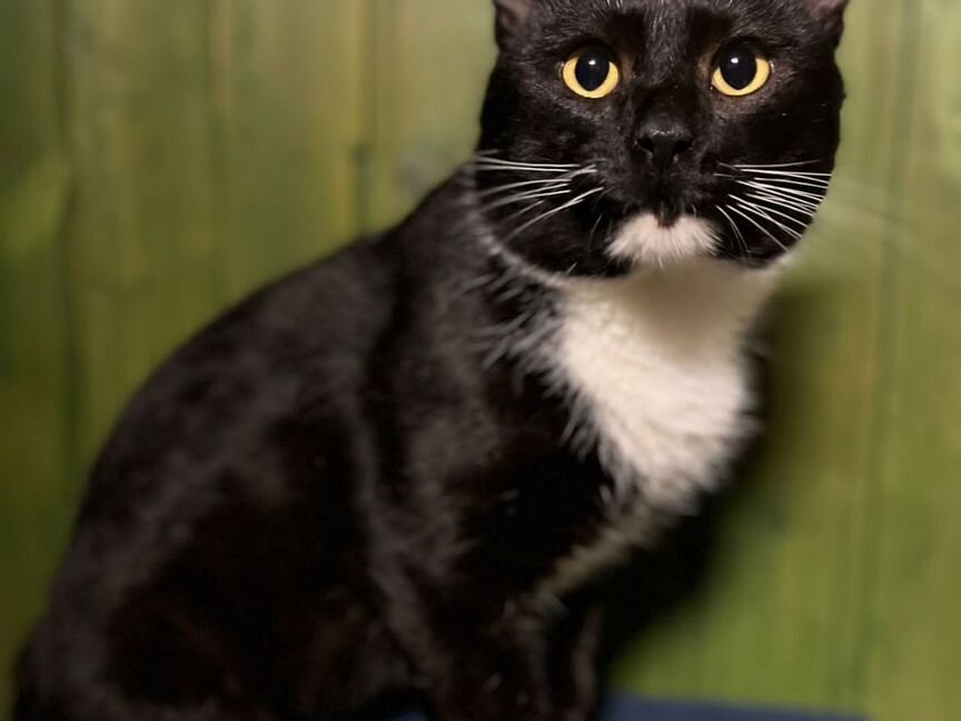 Кот Бумер ищет дом