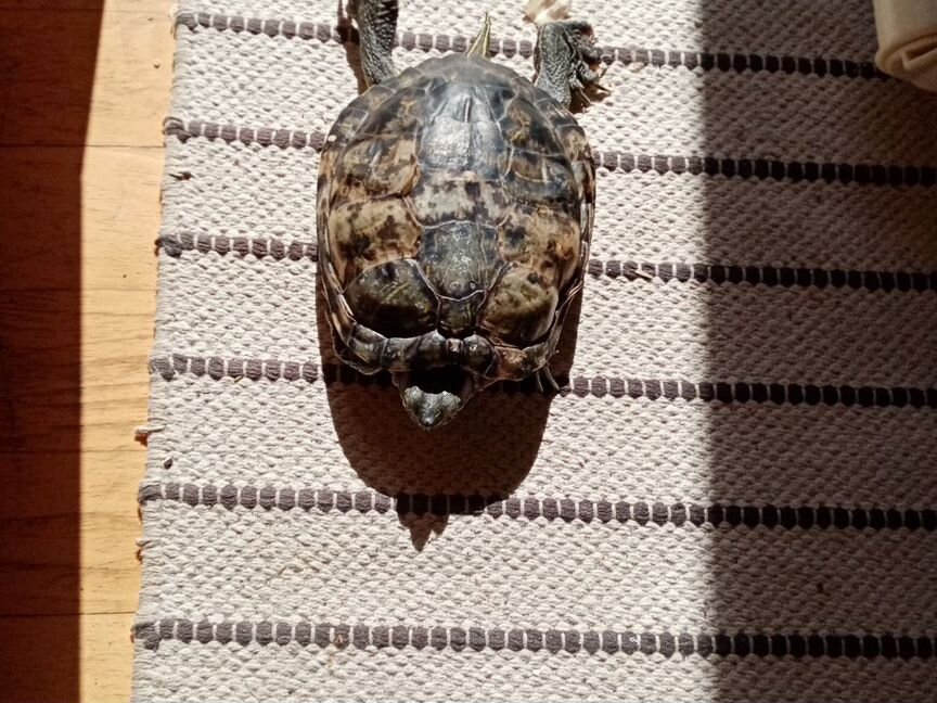 Аквариум для красноухой черепахи