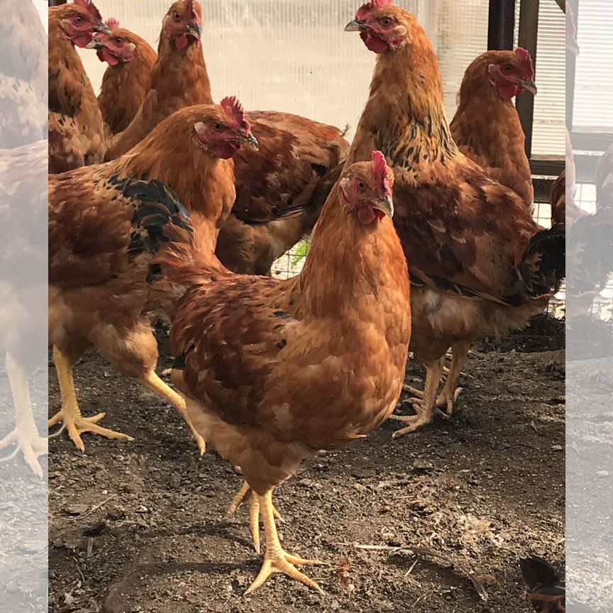 Петух Кучинские