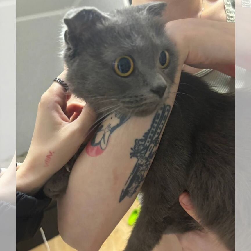 Британская вислоухая кошка