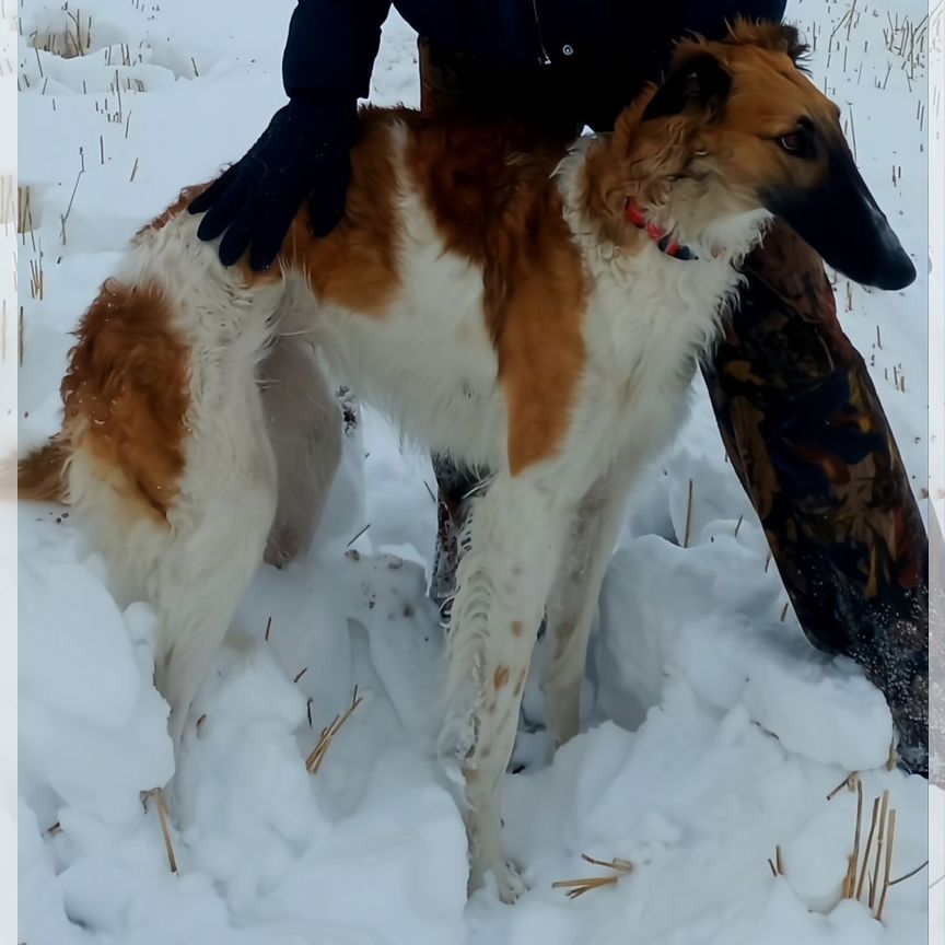 Русская псовая борзая, вязка