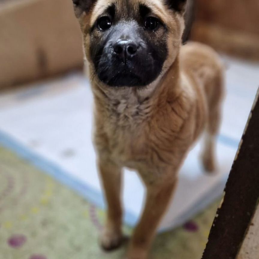 Собачка в добрые руки