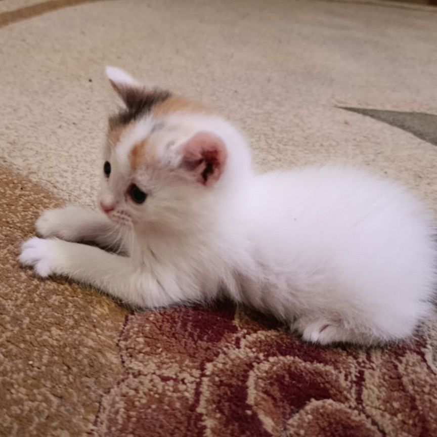 Котята