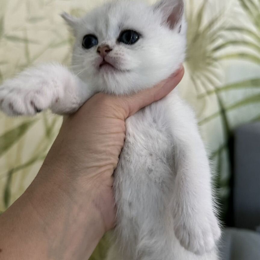 Шотландские котята серебристая шиншилла