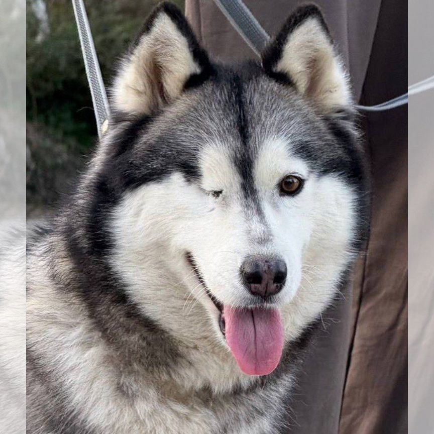 Сибирский хаски, взрослая собака