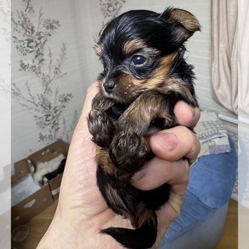 Йоркширский терьер, щенок