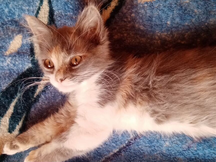 Отдам кошечку в добрые руки:)