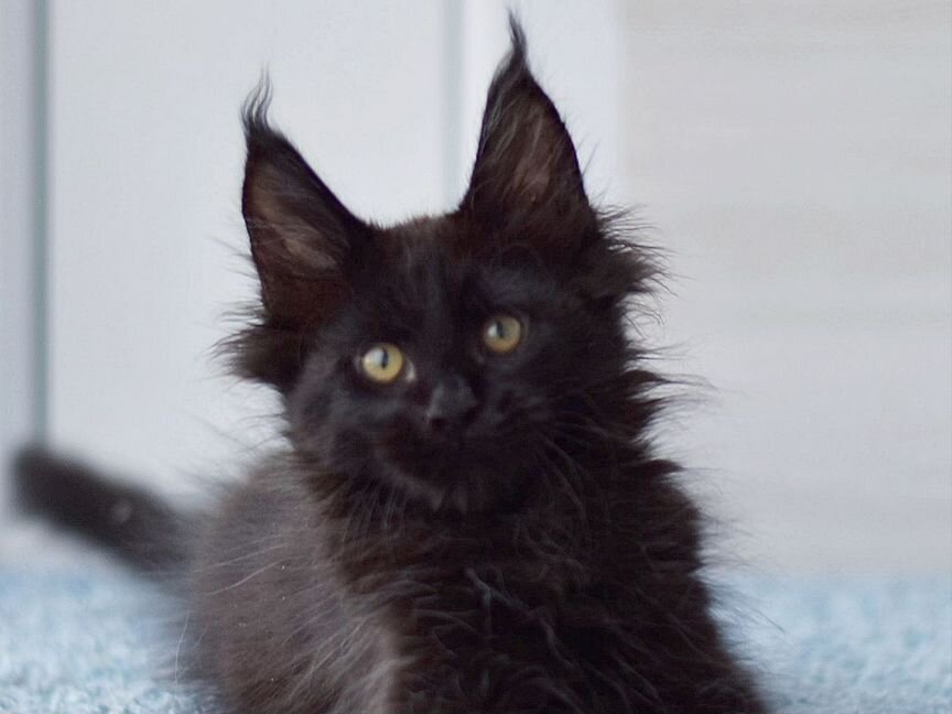 Мейн-кун мальчик