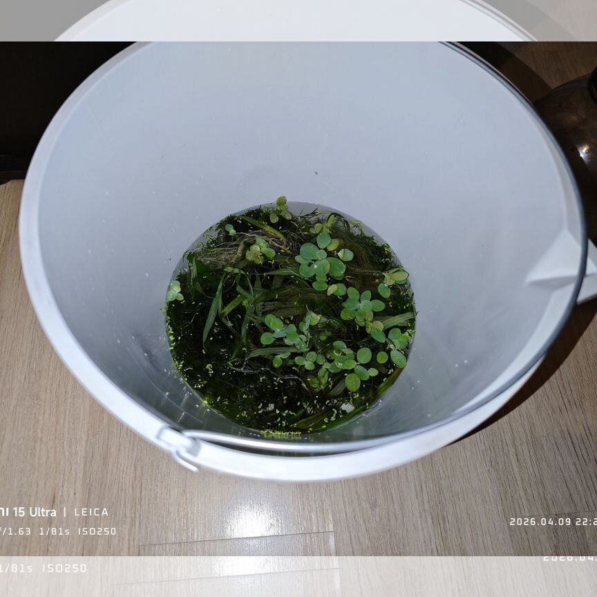 Аквариумные растения прополка