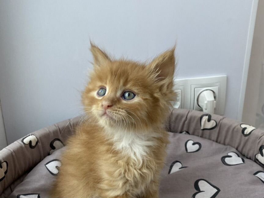 Котята от кошки Менйн-кун