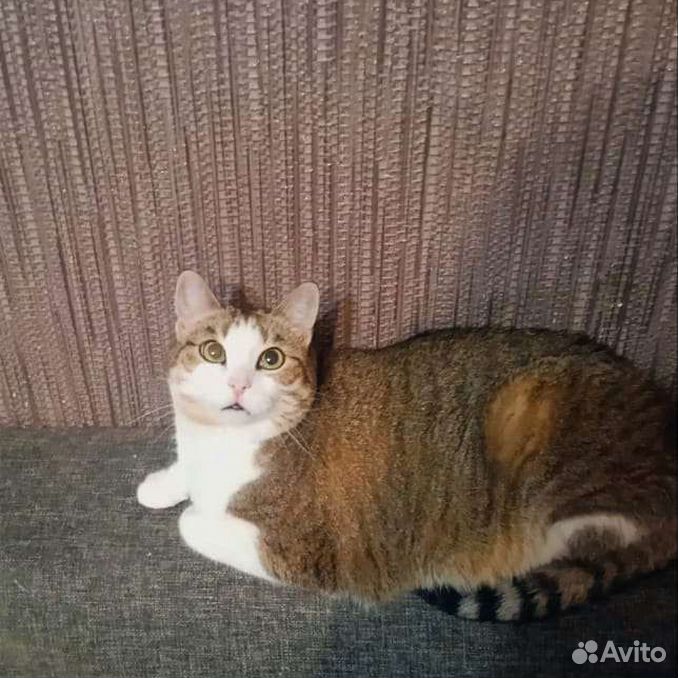 Спокойная и мягонькая кошечка Маня ищет дом