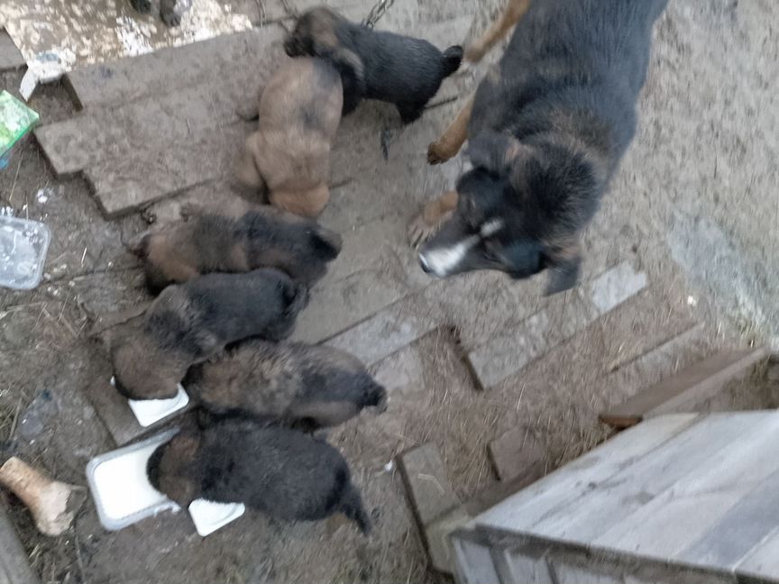 Щенки американской акиты