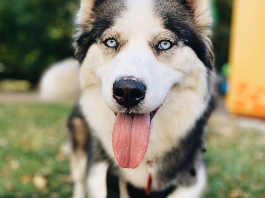 Хаски бесплатно