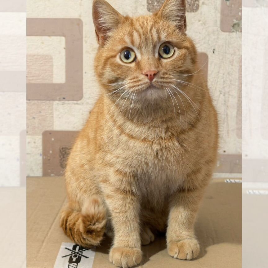 Котик в добрые руки