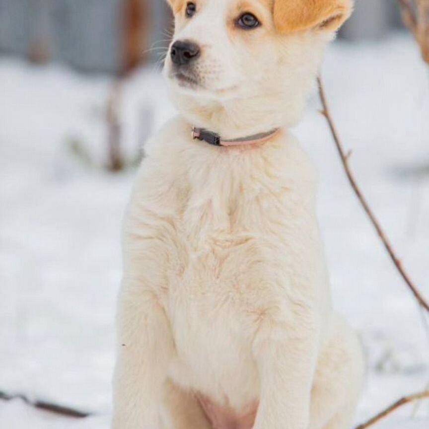 Животные в добрые руки