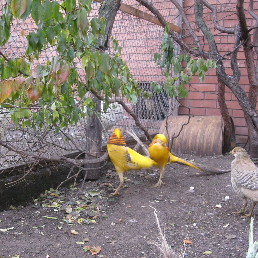 Лимонный фазан