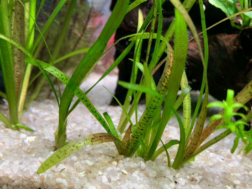 Валлиснерия тигровая