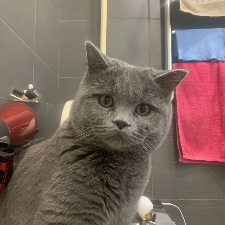 Британский короткошёрстный котёнок