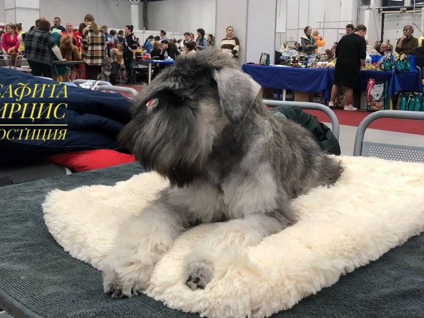 Цвергшнауцер щенки