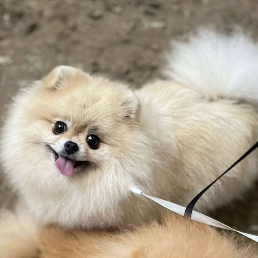 Померанский шпиц медвежьего типа