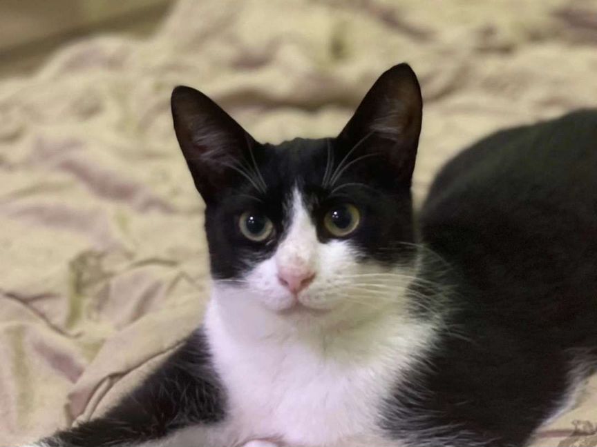 Котенок девочка 6 мес