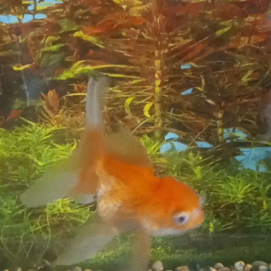 Аквариумные рыбки отдам