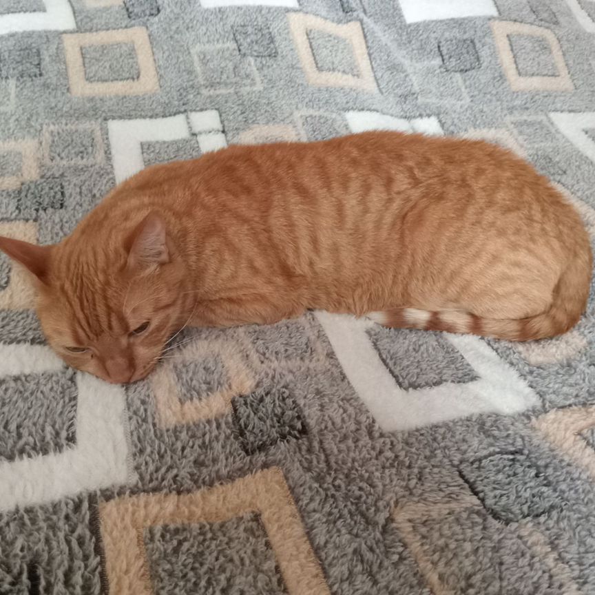 Отдам кота в добрые руки бесплатно