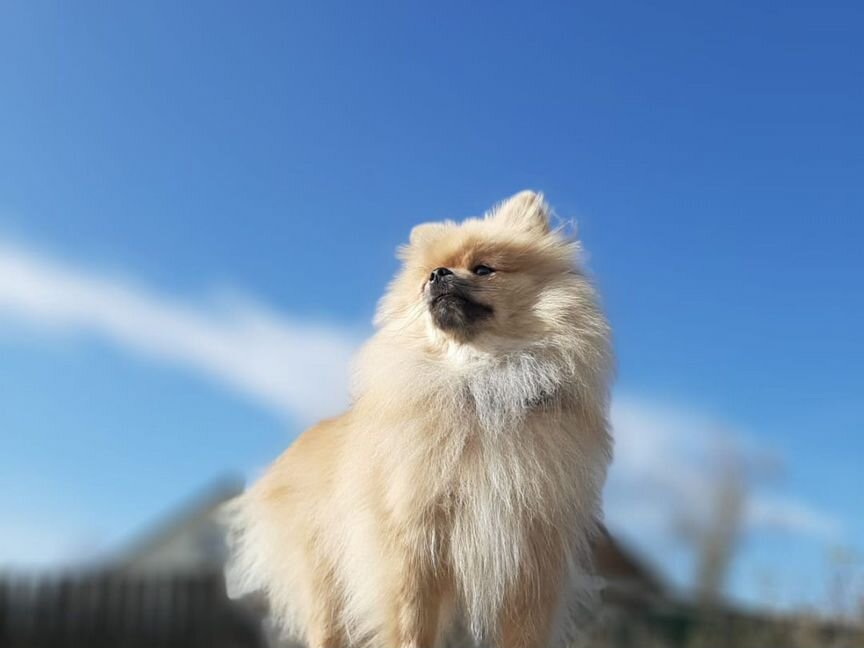 Померанский шпиц вязка девочка