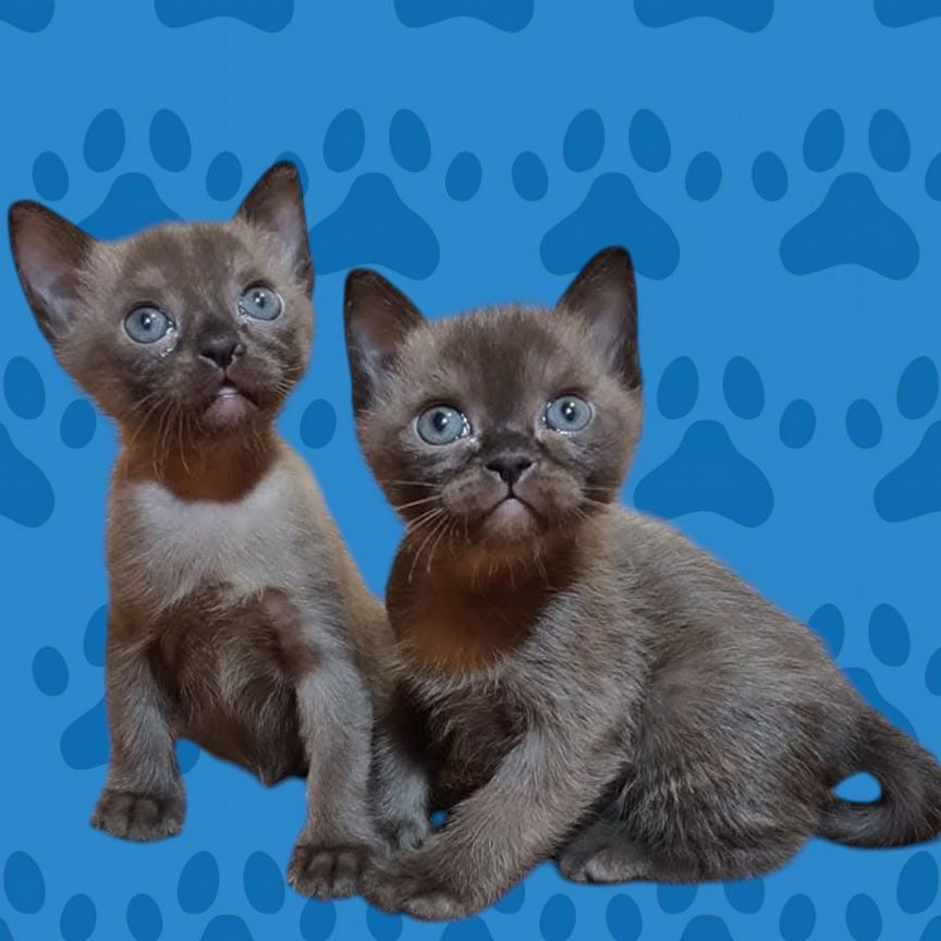 Бурма. Бурманская кошка