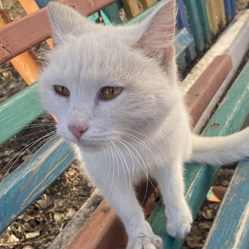 Взрослая, кошка в добрые руки