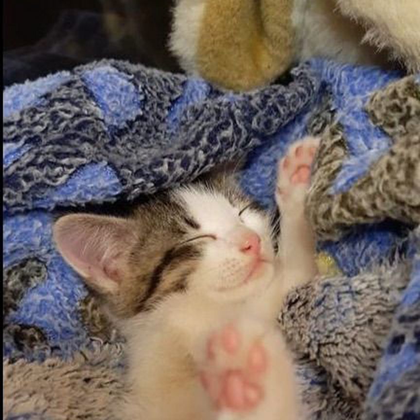 Кошечка Happy