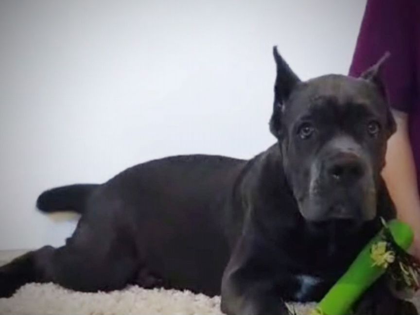 Щенки Кане Корсо серого окраса