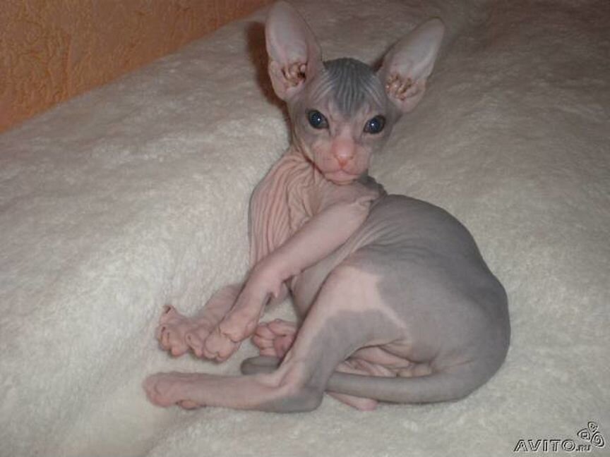 Продам сфинкса