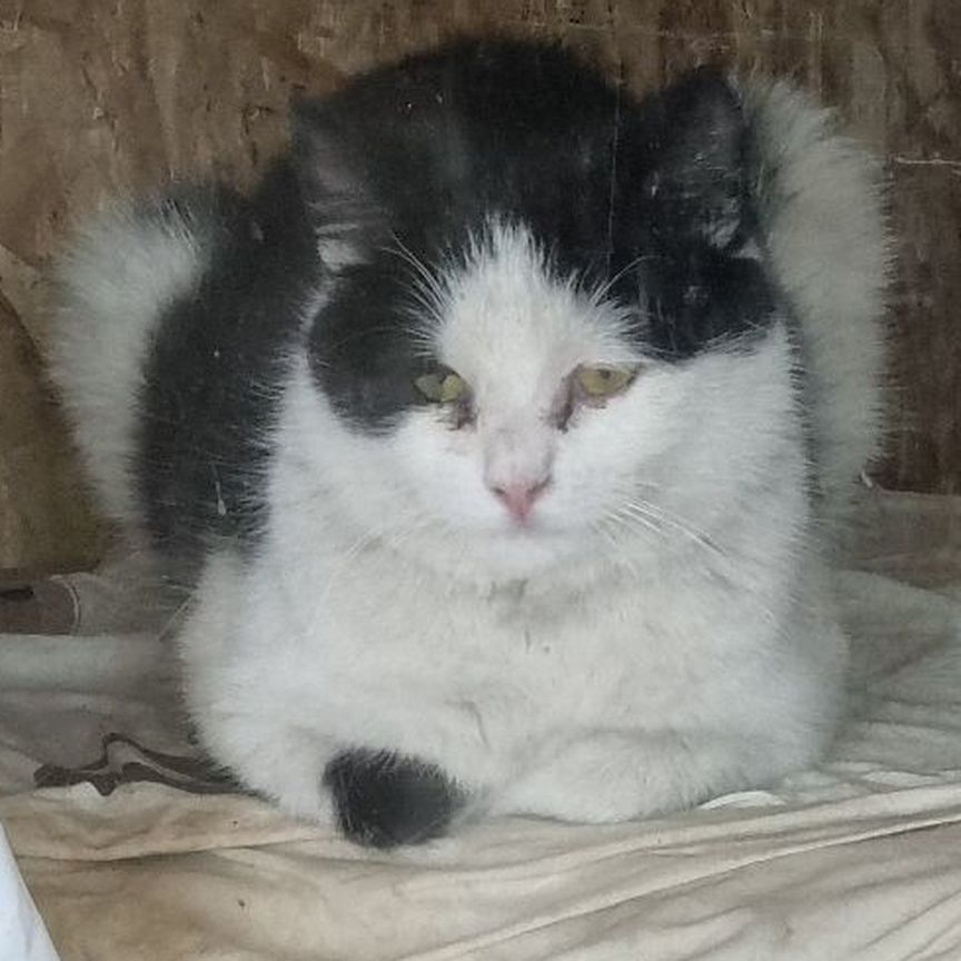 Взрослая, кошка в добрые руки