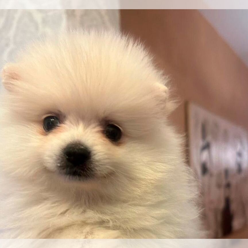 Немецкий шпиц щенок девочка