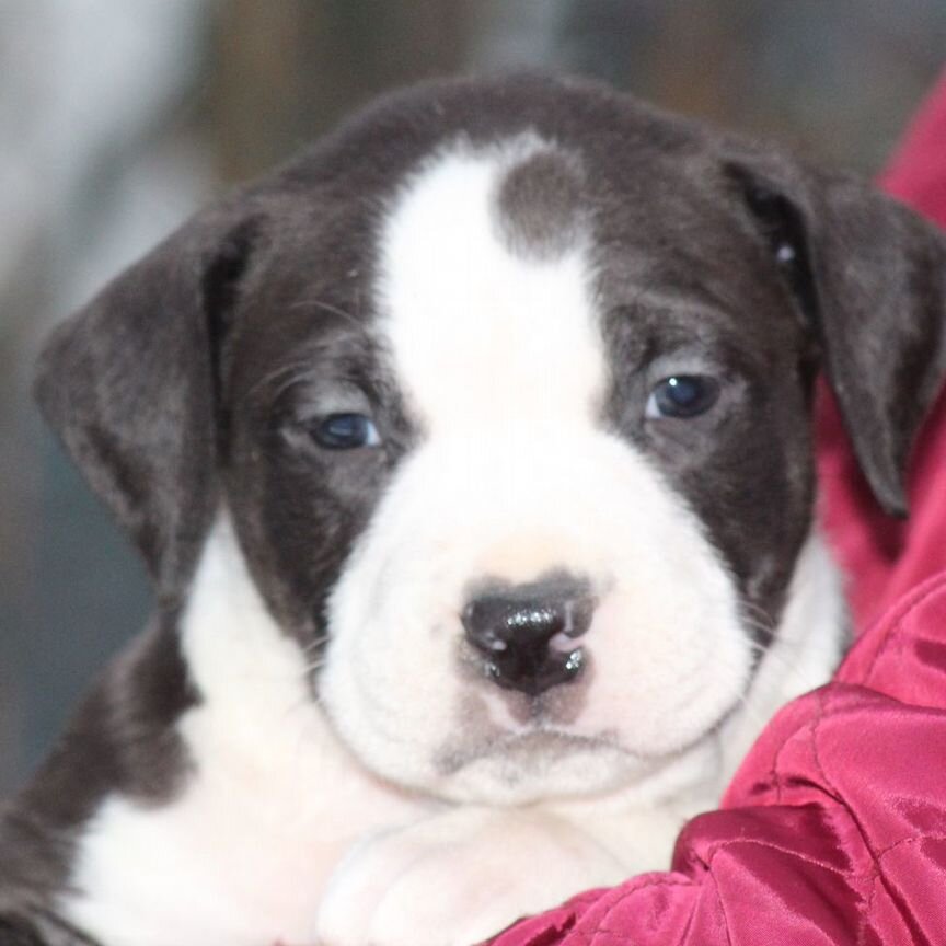 Американский стафф терьер