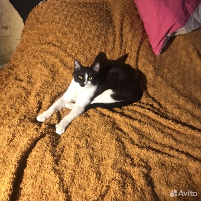 Отдам кота в хоршие руки