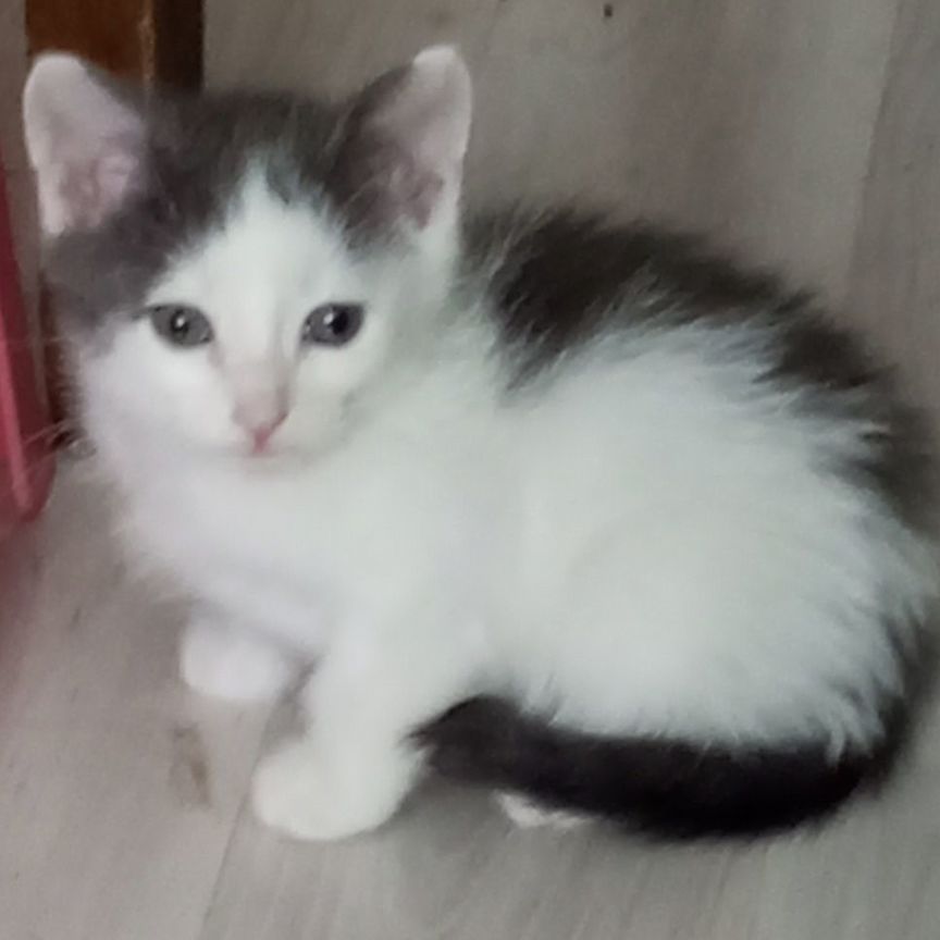 Котенок мальчик в добрые руки